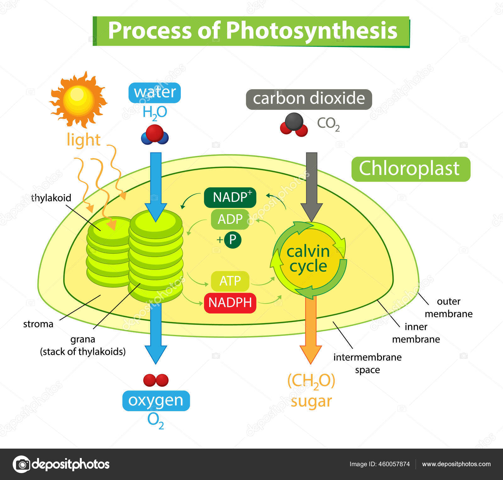 Diagram Menunjukkan Proses Fotosintesis Pada Ilustrasi Tanaman Vektor ...