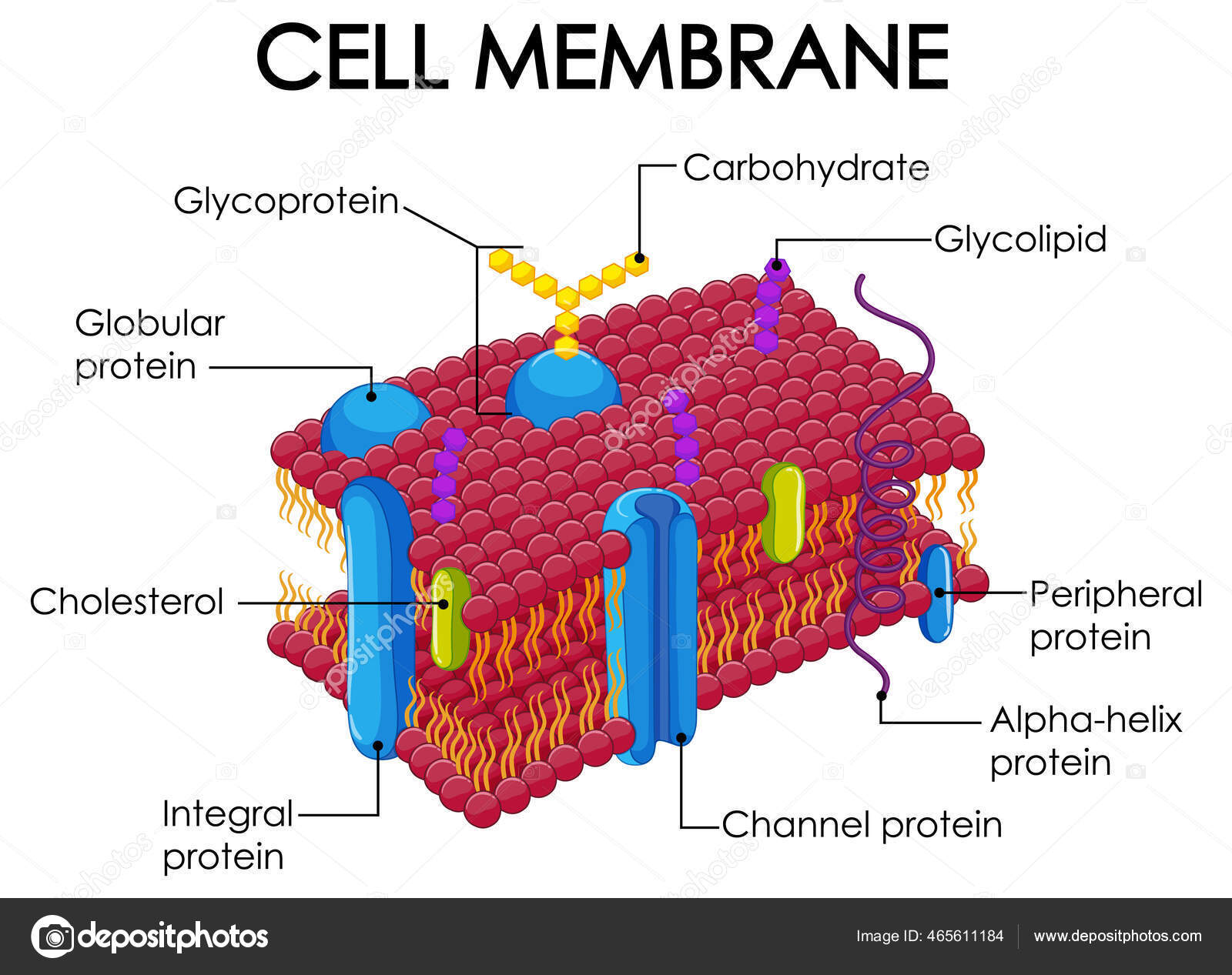 Human Cell Membrane Structure Illustration Stock Vector by ...