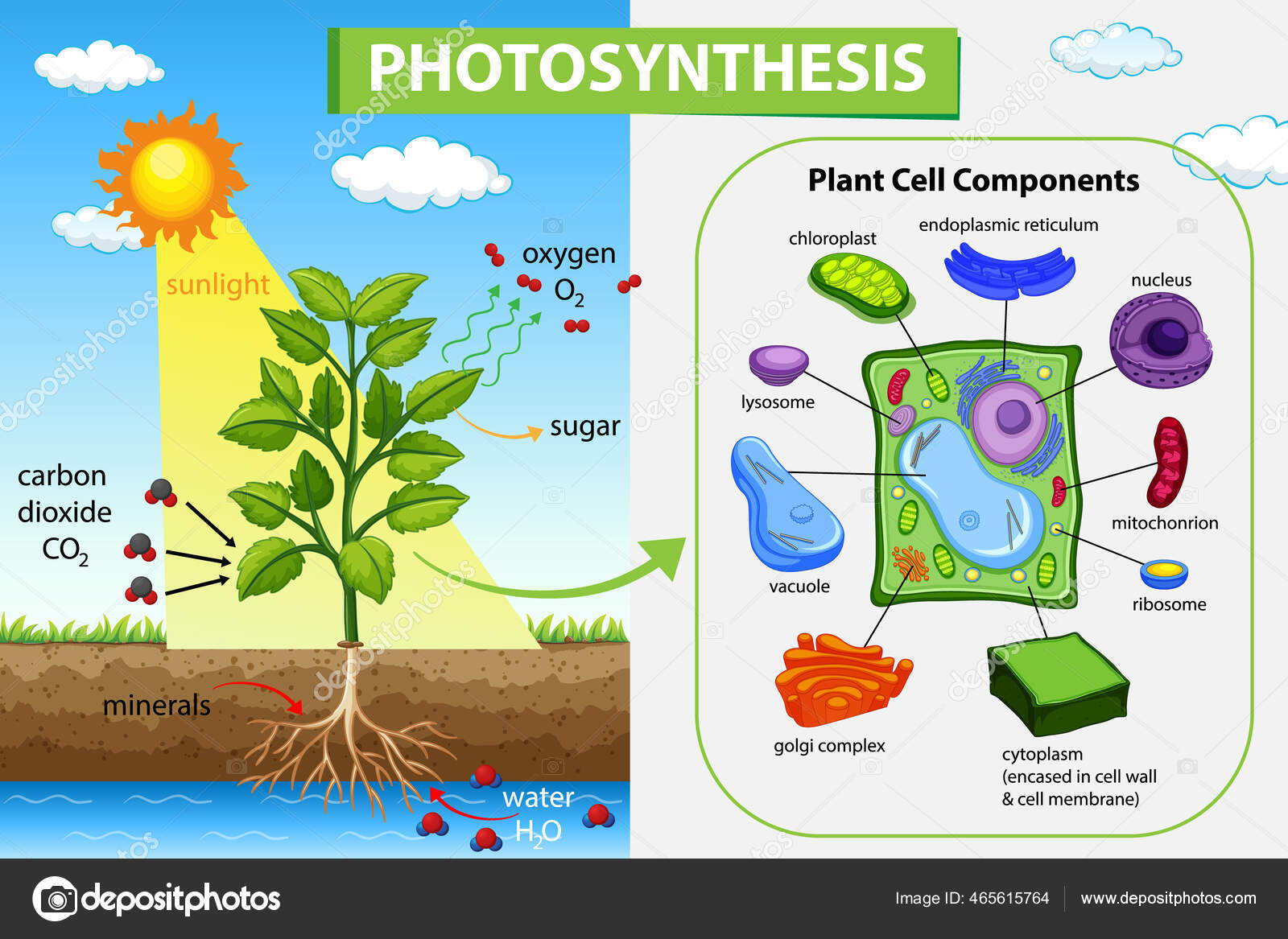 Diagram Showing Process Photosynthesis Plant Illustration Stock Vector ...