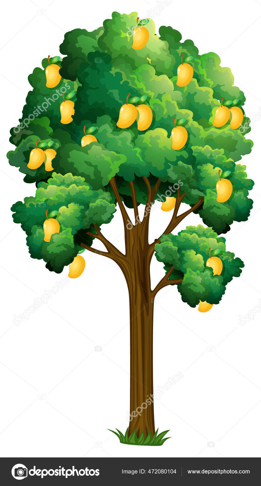Yellow Mango Tree Isolated White Background Illustration Stock Vector ...