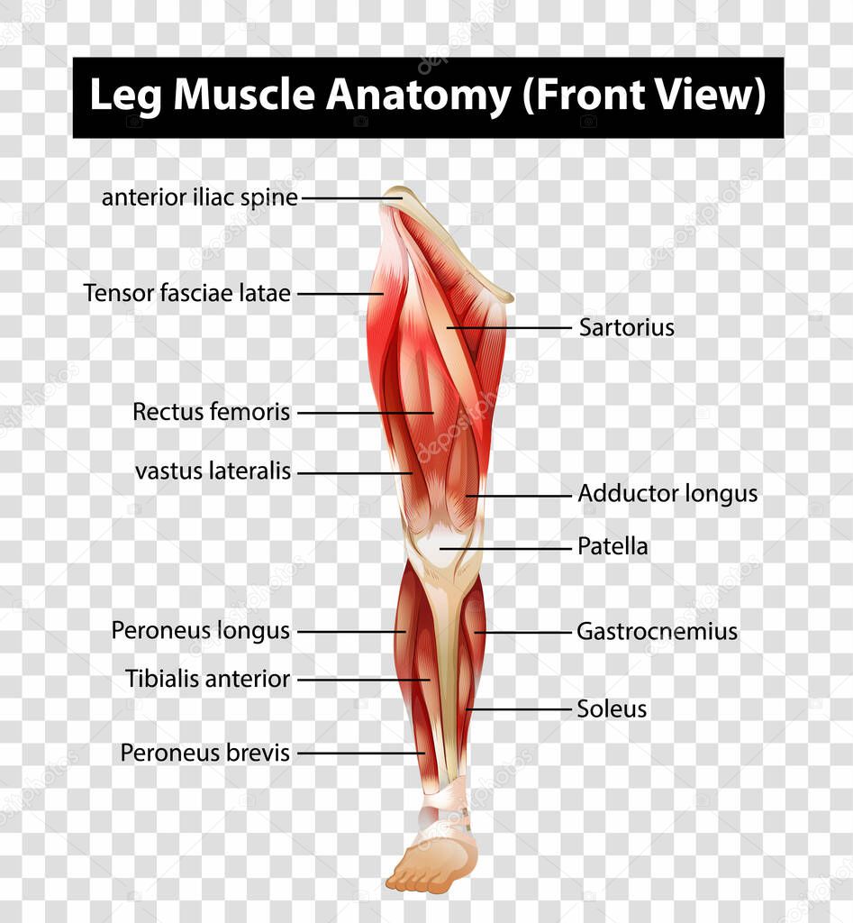 Diagramma Che Mostra L'anatomia Del Muscolo Della Gamba Vista Frontale ...