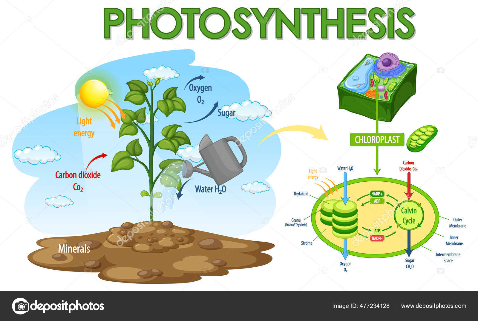 Photosynthesis Process Animation