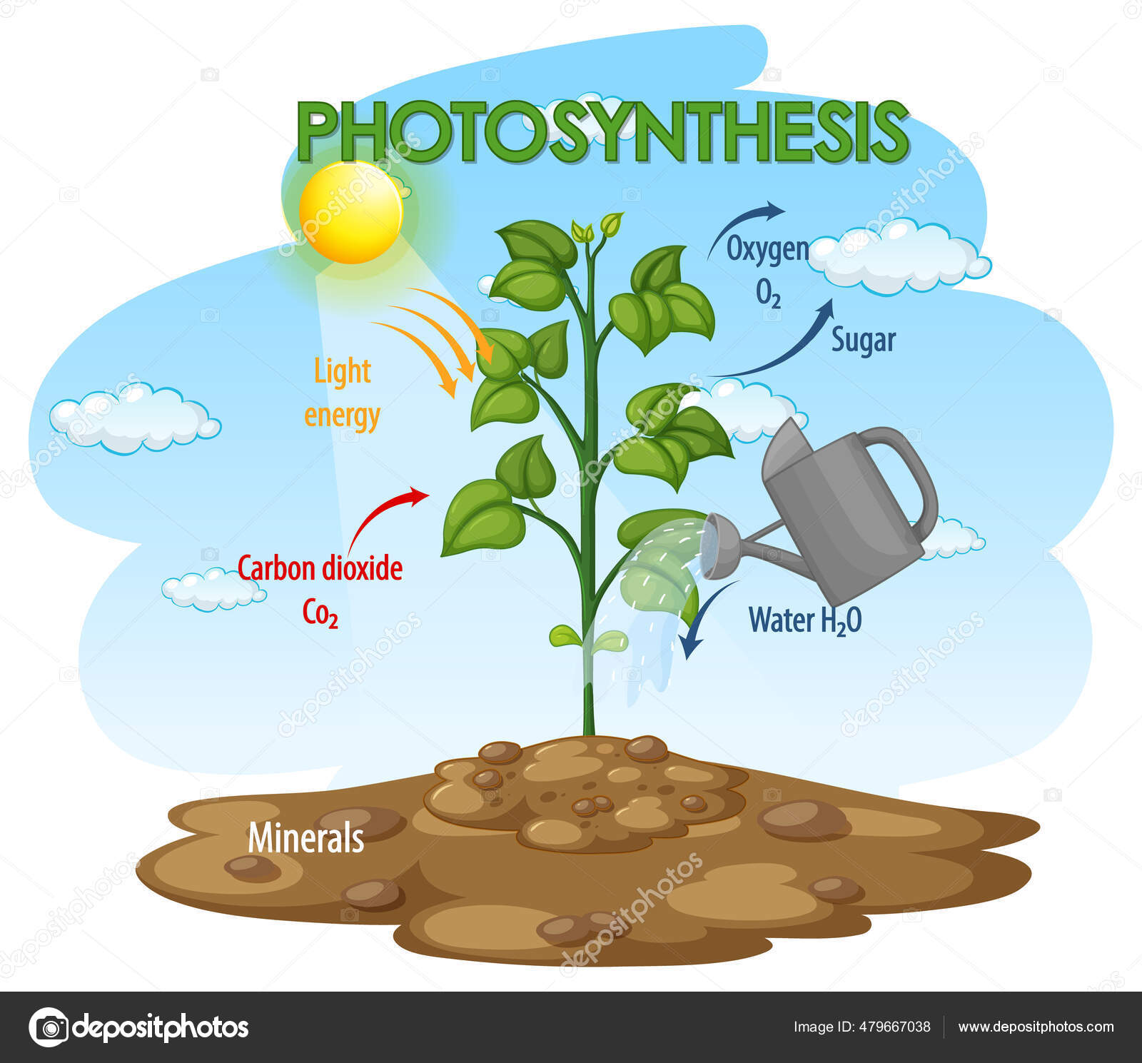 Clipart Photosynthesis Light