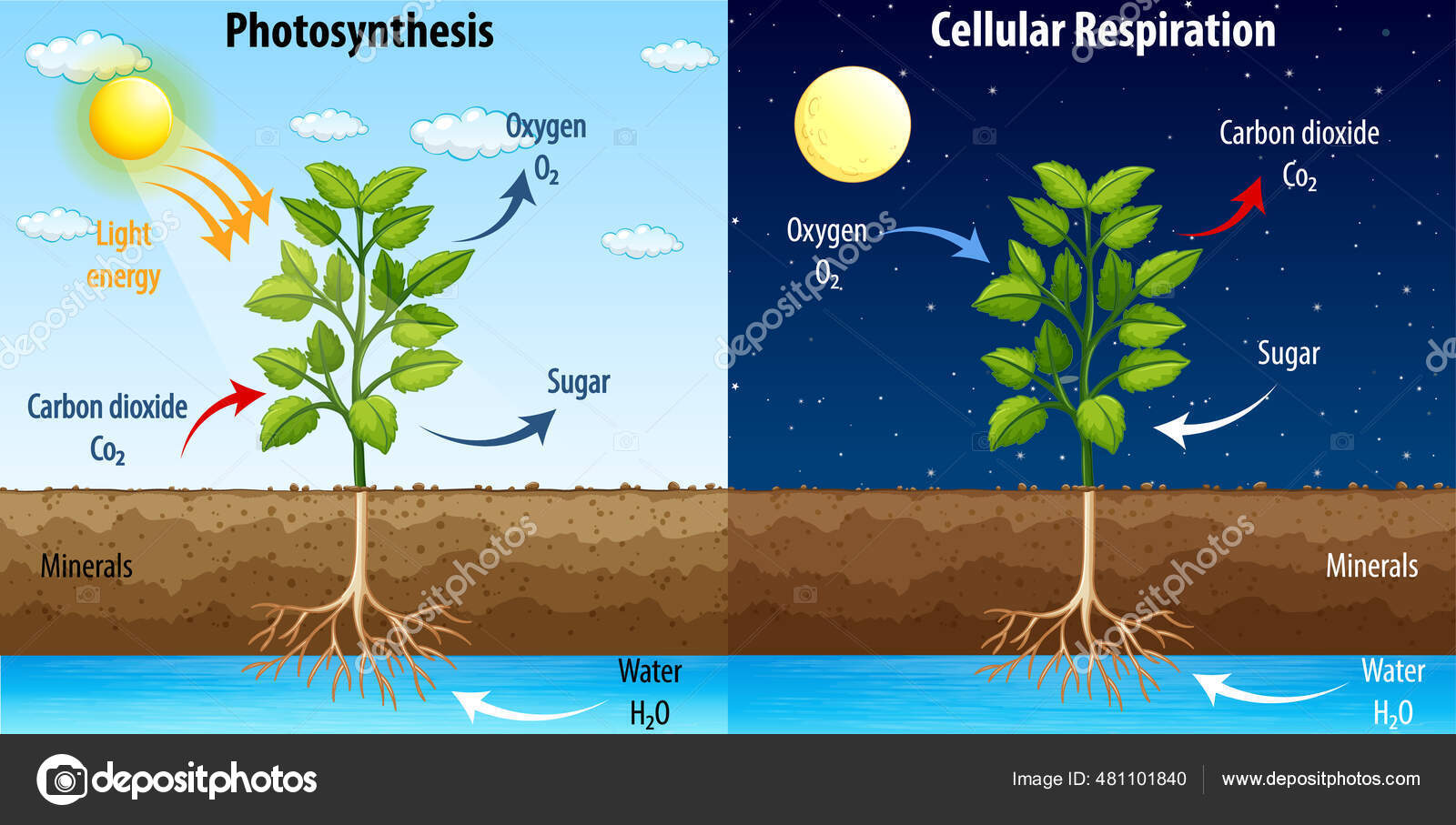 Diagrama Que Muestra Proceso Fotosíntesis Ilustración Respiración ...