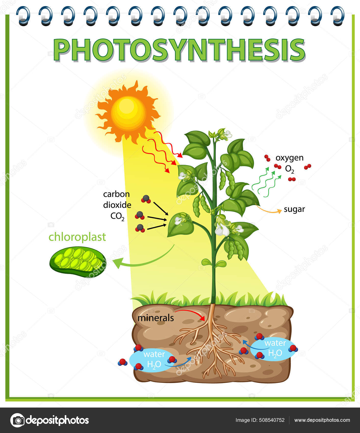 Simple Photosynthesis Diagram
