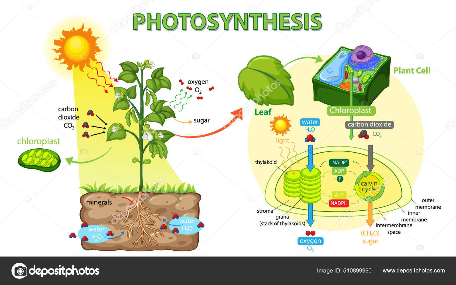 Diagram Showing Process Photosynthesis Plant Illustration Stock Vector ...