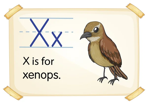 67 Xenops Vector Images | Depositphotos