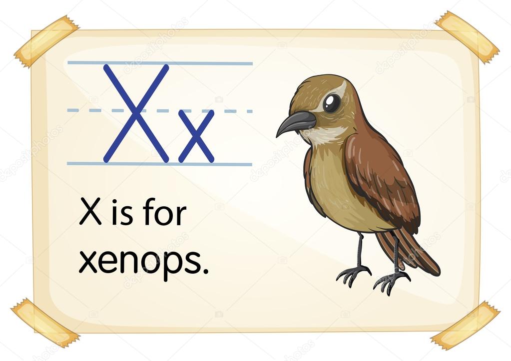 Xenops Clipart
