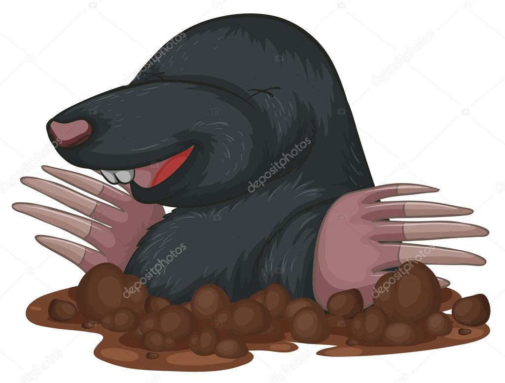 Mole Stock Vector Image by ©interactimages #62244455