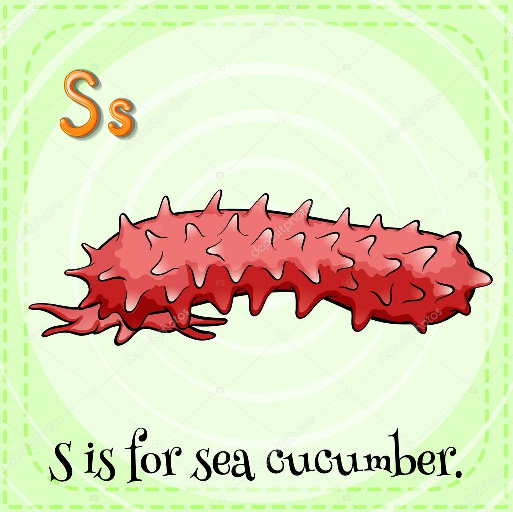 Sea Cucumber Drawing