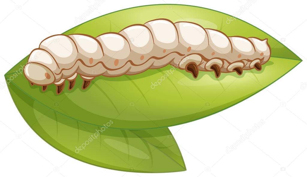 Silkworm Clipart