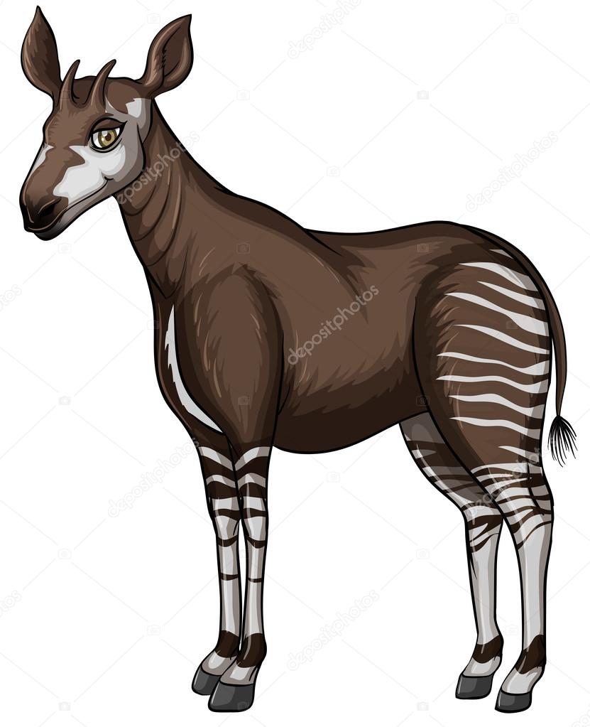 Okapi Drawing Cute