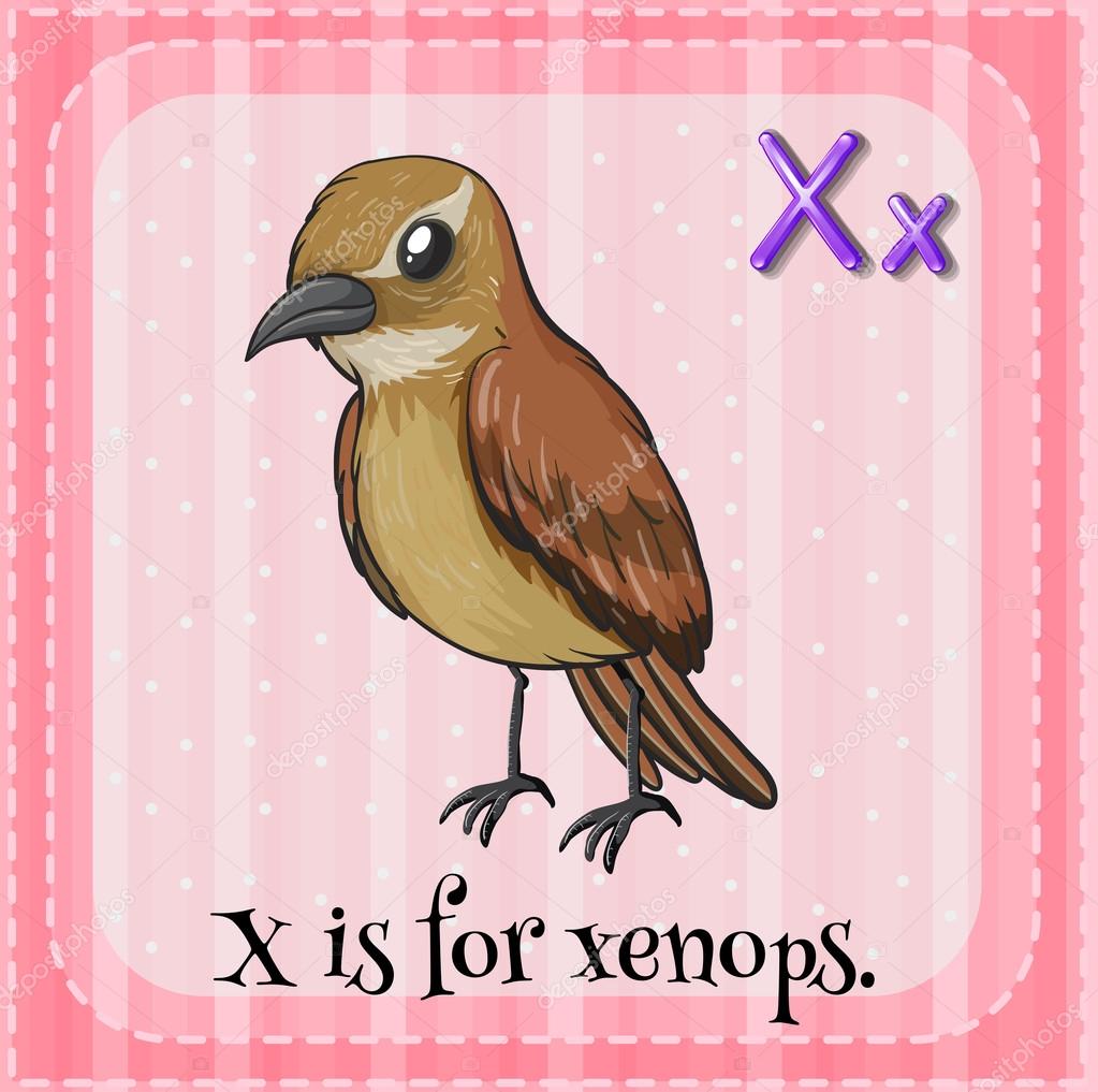 Xenops Clipart