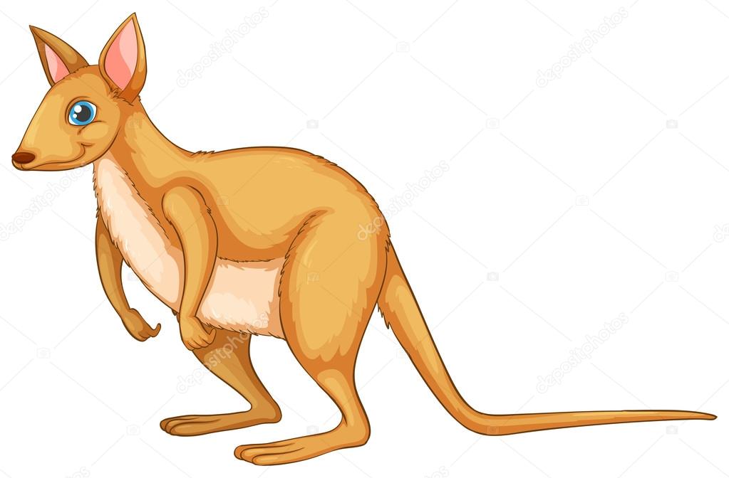 Wallaby Stock Vector Image By ©interactimages 64728641
