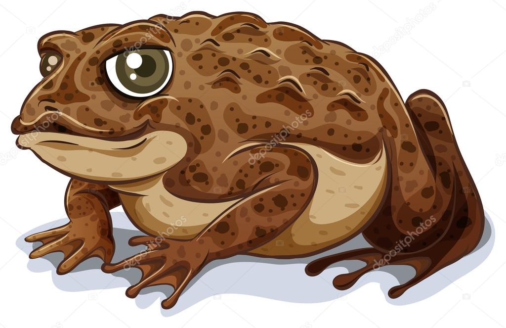 Brown Toad Clipart