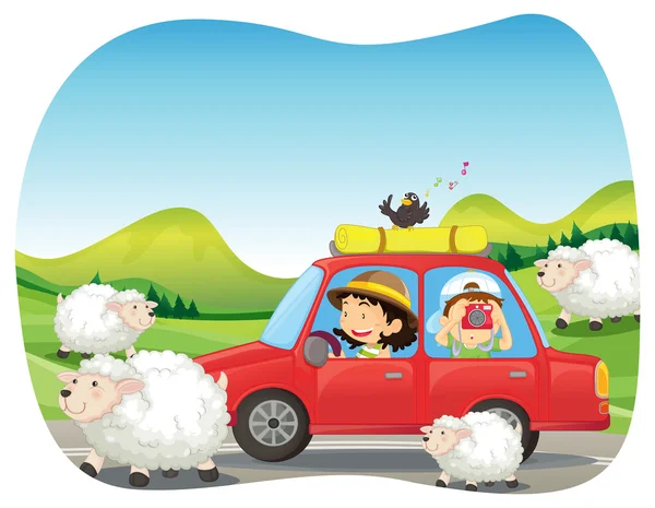 Sheep car Vector Images | Depositphotos
