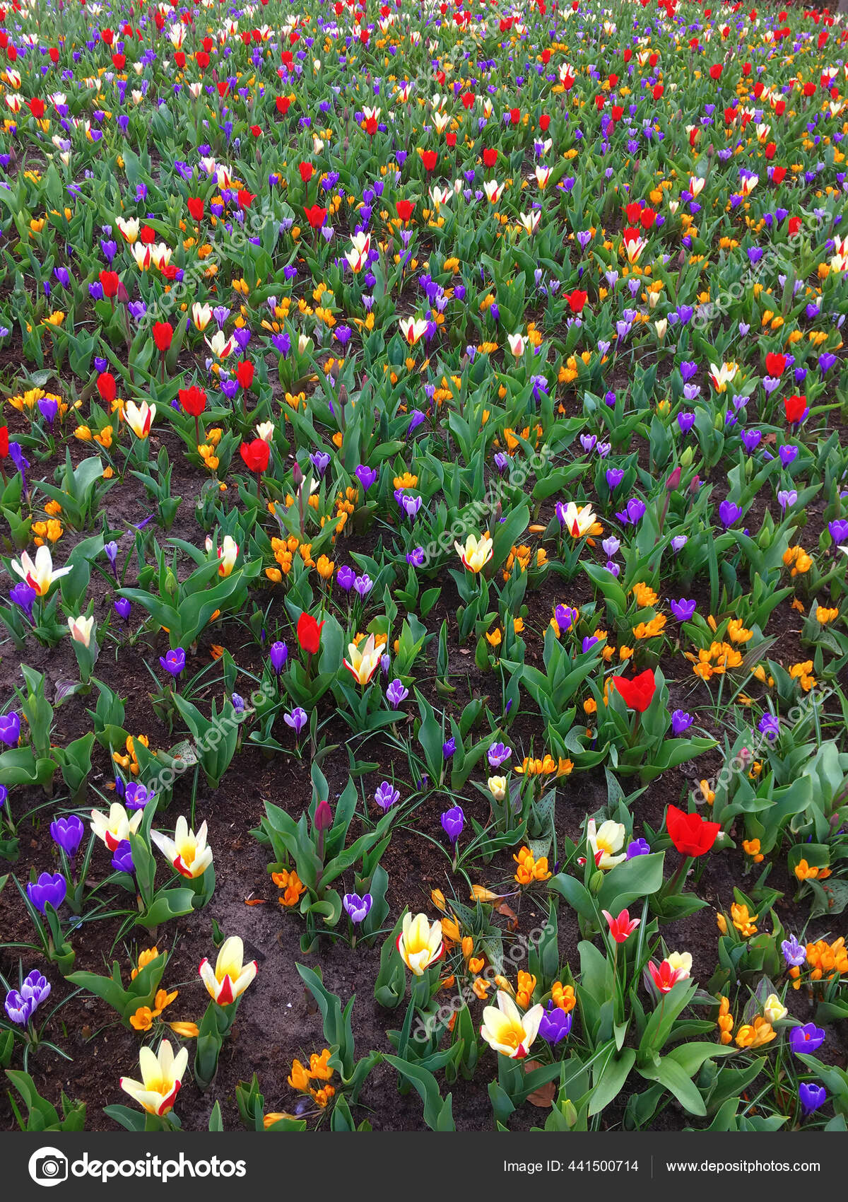 Spring Flowers Famous In The Netherlands - Infoupdate.org