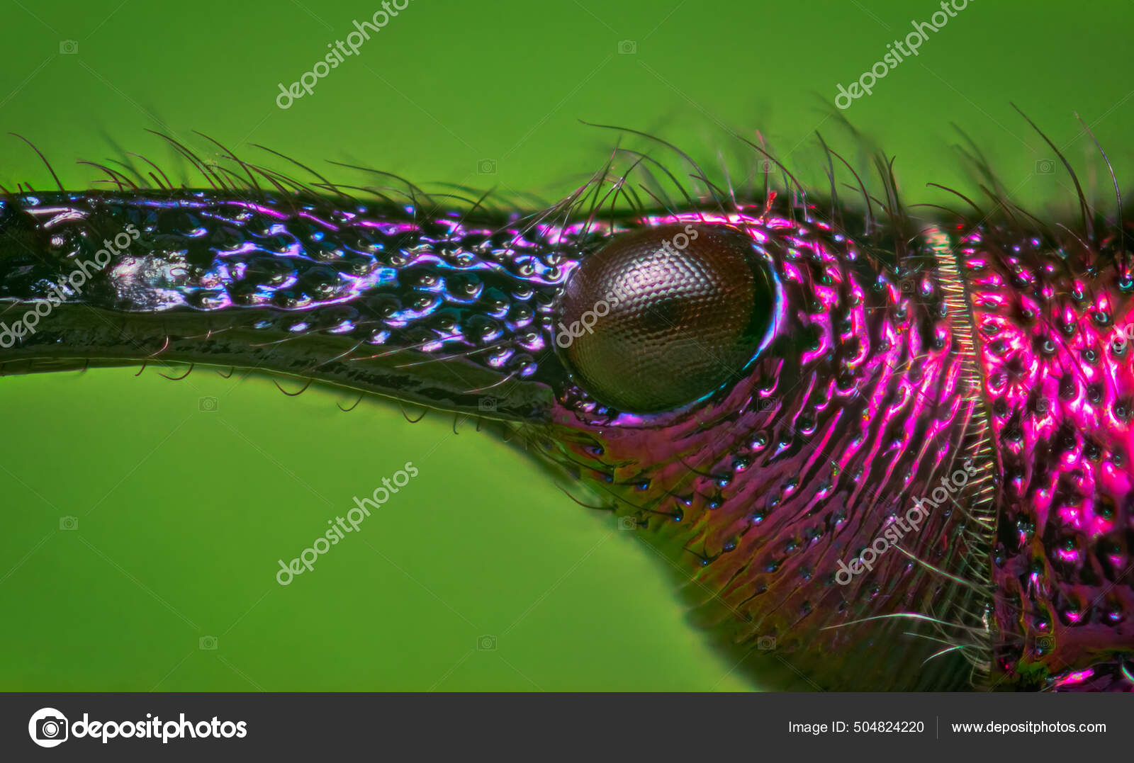 Weevil Beetle Rhynchites bacchus on a green leaf. Pest for fruit trees ...