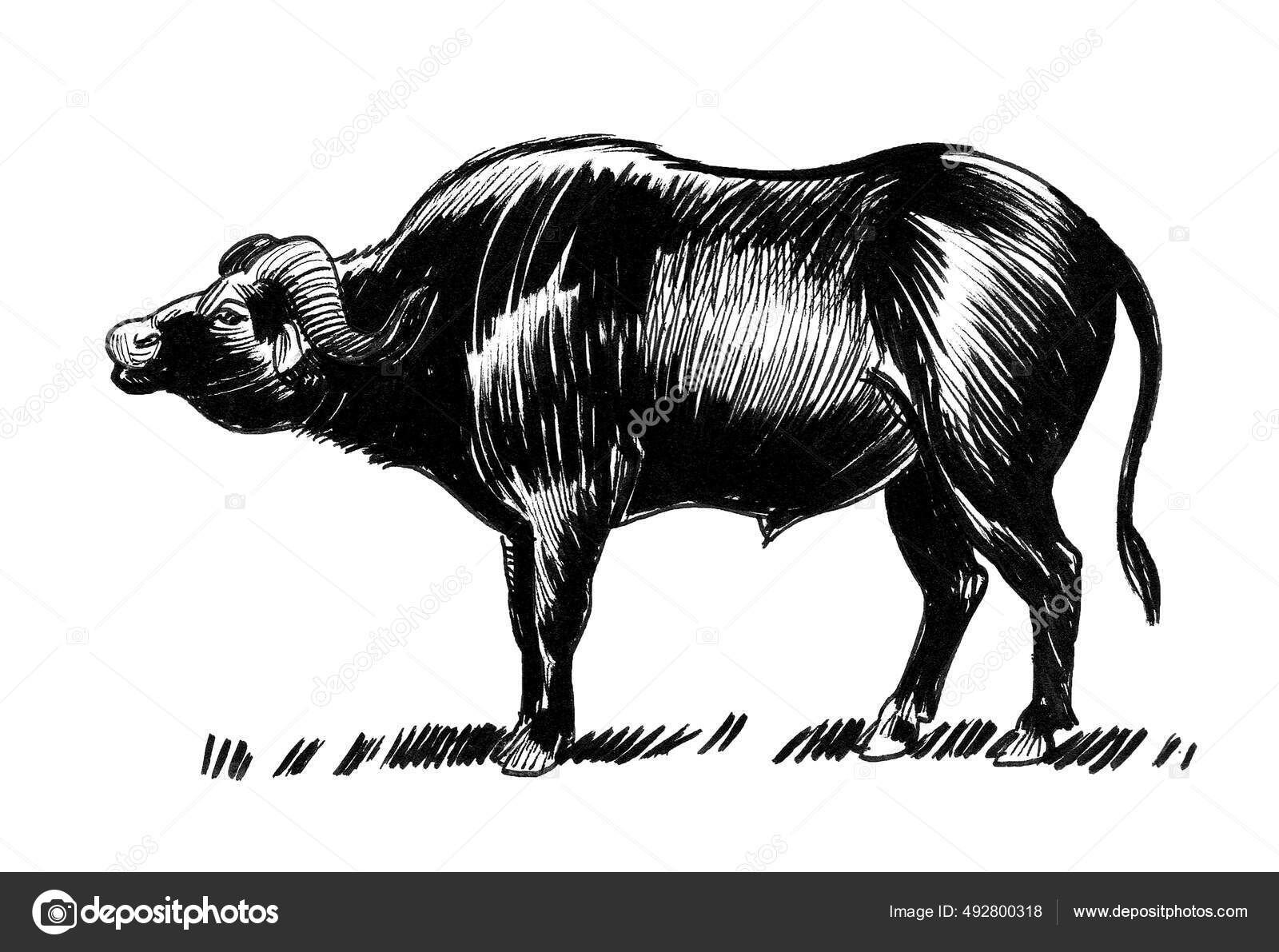 Big Strong Buffalo Bull Ink Black White Drawing Stock Illustration by ...