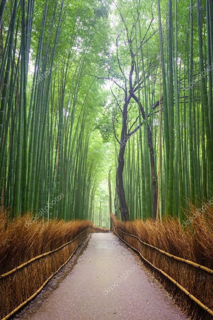 Bamboo Forest Path