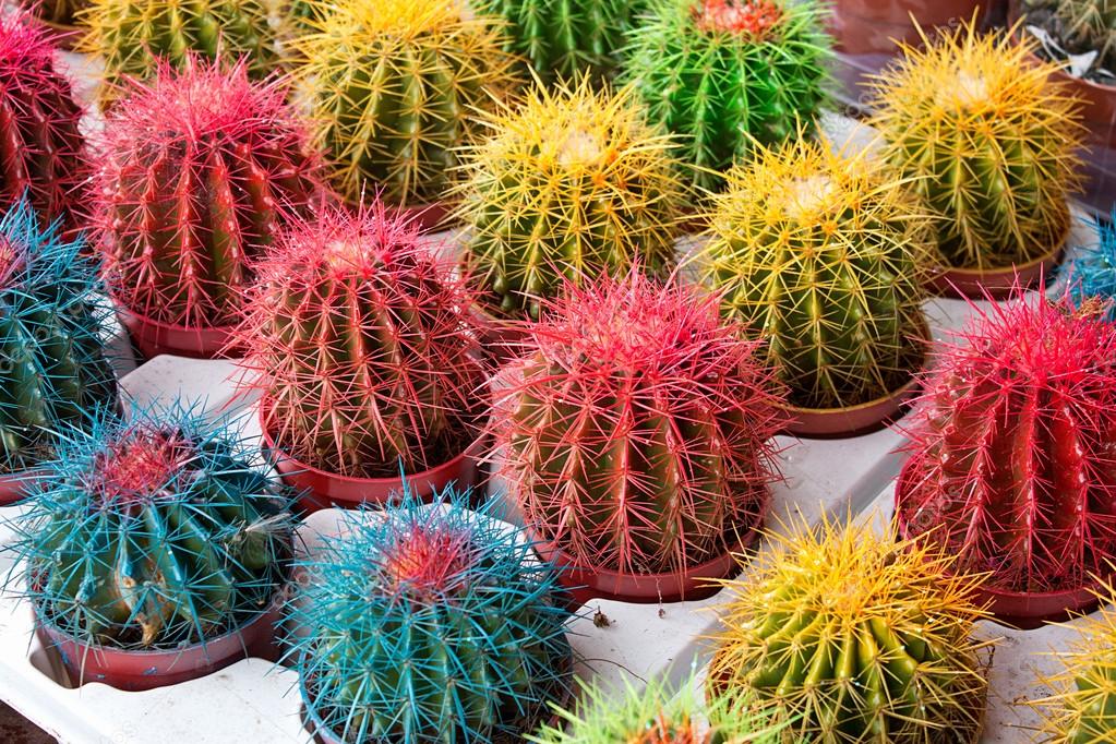 Colored cacti — Stock Photo © Stocksolutions #56680411