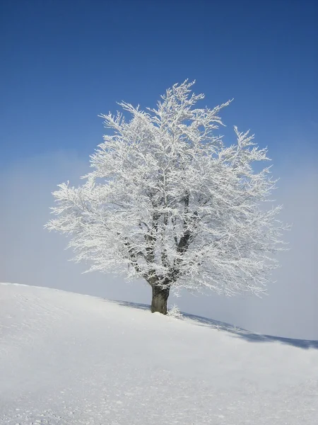 White fur tree Stock Photos, Royalty Free White fur tree Images ...