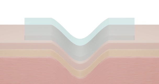 Animation Rendering Orthographic Projection Anatomy Skin Layers ...