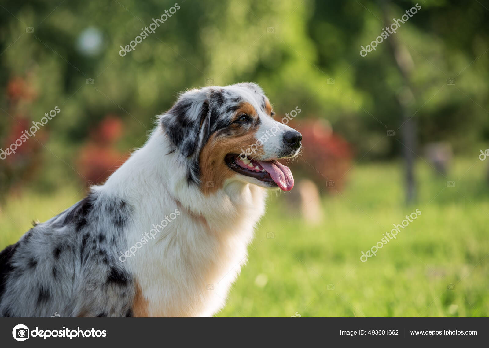 Grey Merle Australian Shepherd