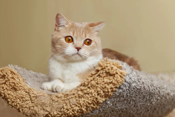 Kot hodowlany Stock Photos, Royalty Free Kot hodowlany Images ...