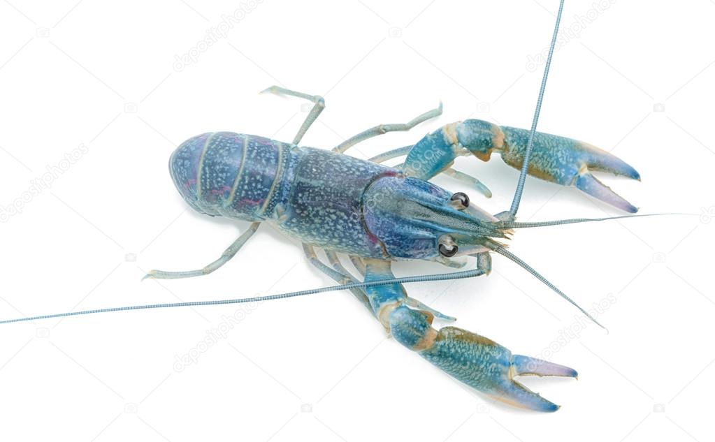 Blue crayfish - Fresh water Lobster on white background Stock Photo by ...