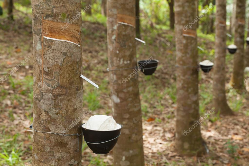 Tapping latex — Stock Photo © sriharun #54899367 Tapping latex — Stock Photo © sriharun #54899367