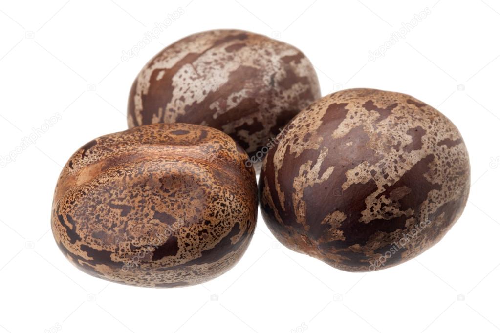 Rubber seed — Stock Photo © sriharun #54969907