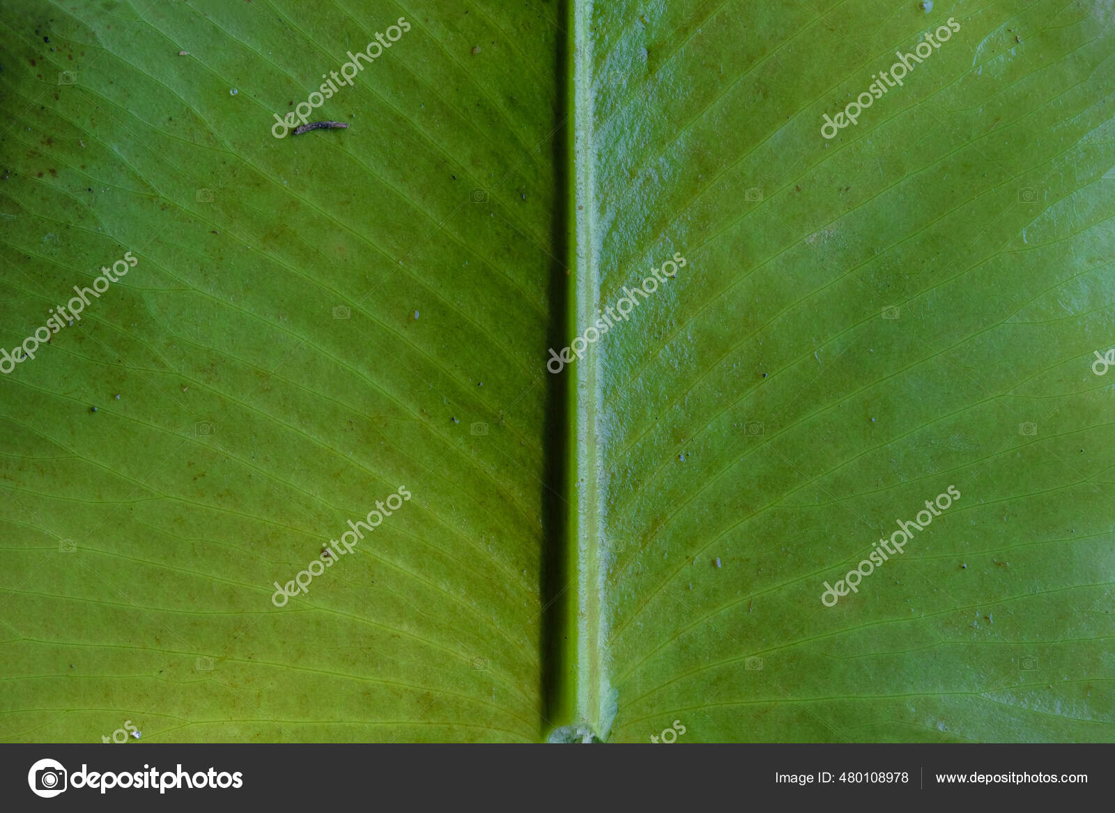 Structure Texture Wet Water Lily Leaf Underside Top View Copy — Stock ...