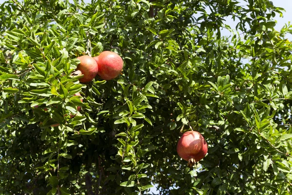 Single fruit tree Stock Photos, Royalty Free Single fruit tree Images ...