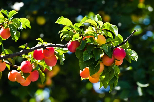 branch of plum tree - Stock Image - Everypixel