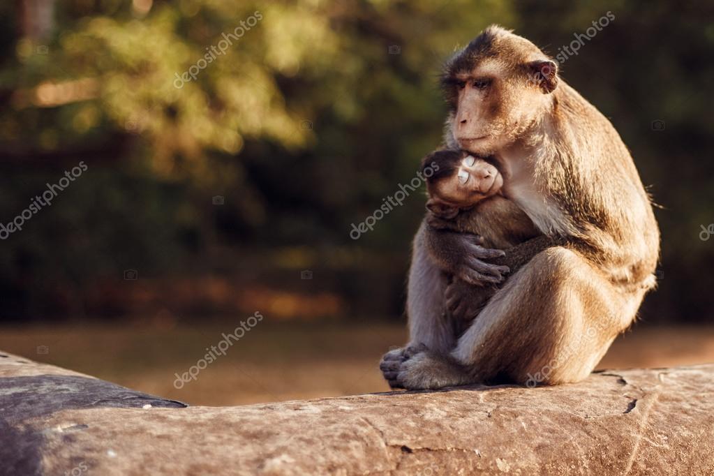 Two monkeys in the Angkor Wat, Cambodia Stock Photo by ©shumovdenis ...