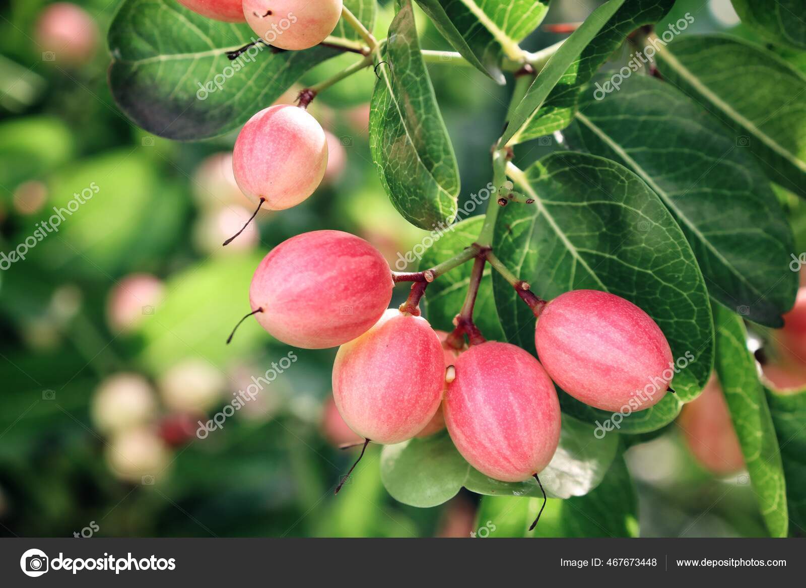 Red Miracle Fruit Green Leaves Tree Nature Stock Photo by ©luknaja ...