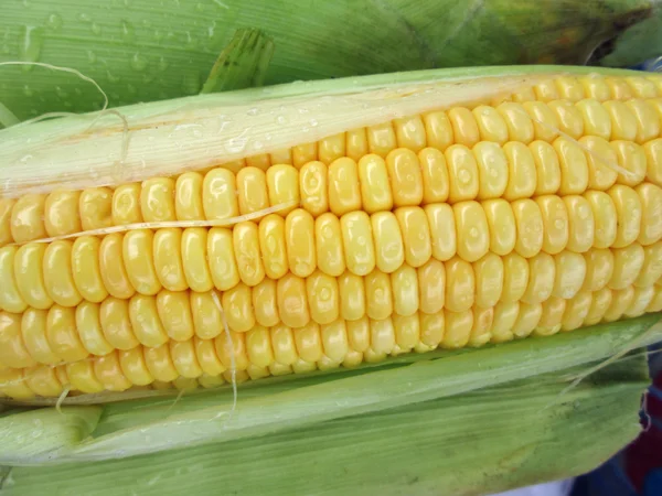 Organismos geneticamente modificados Stock Photos, Royalty Free ...