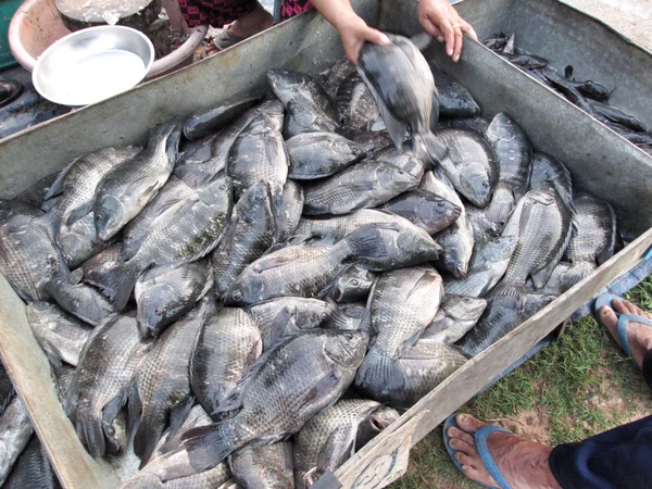 Fish distribution Stock Photos, Royalty Free Fish distribution Images ...