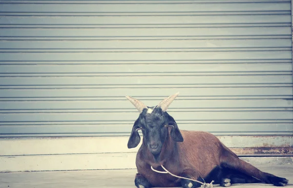 Smoking goat Stock Photos, Royalty Free Smoking goat Images | Depositphotos