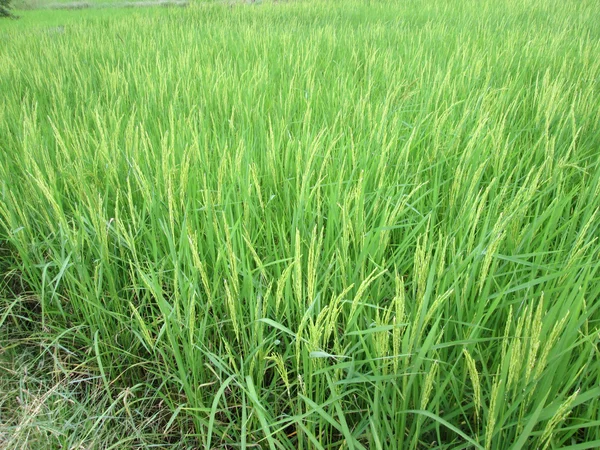 Weedy rice Stock Photos, Royalty Free Weedy rice Images | Depositphotos