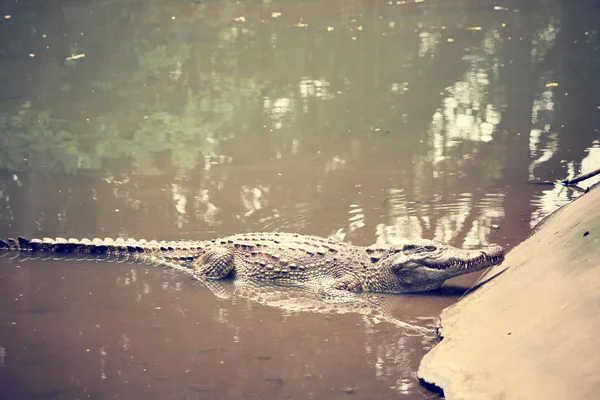 Spotted caiman Stock Photos, Royalty Free Spotted caiman Images ...