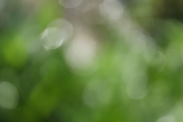 Forest background blur Stock Photos, Royalty Free Forest background ...