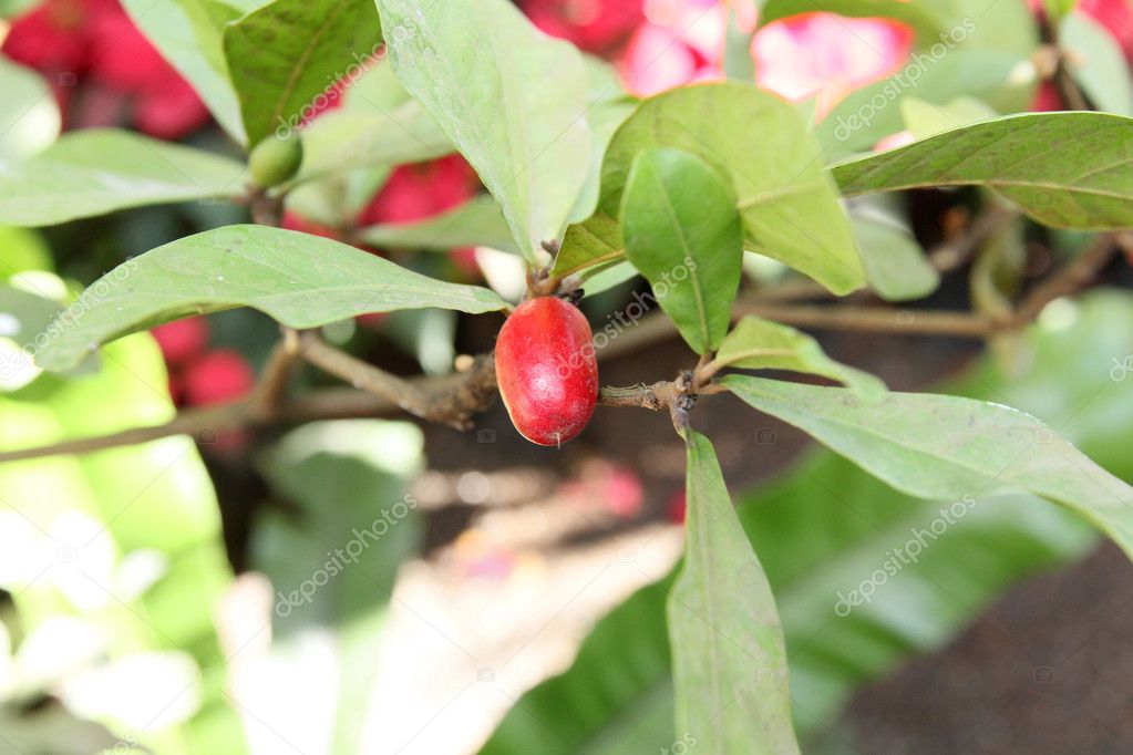 Miracle fruit tree — Stock Photo © luknaja #60136879