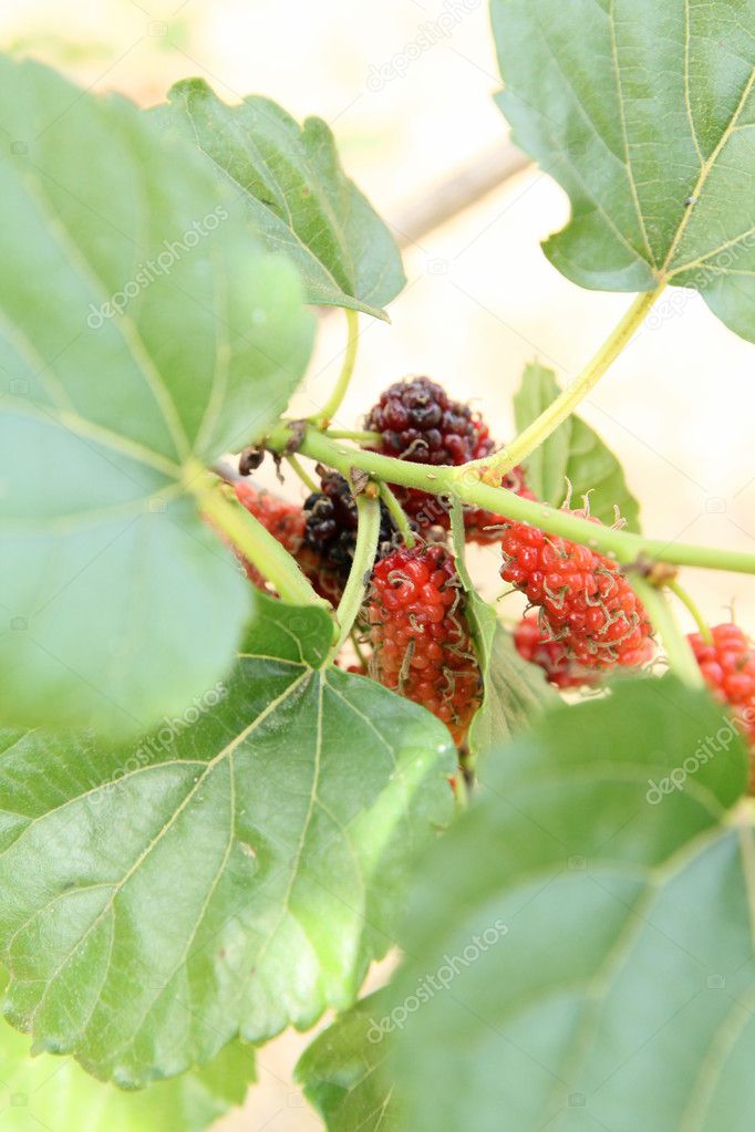 Mulberry — Stock Photo © luknaja #60955043