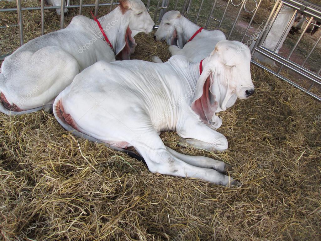 Cow and ox in rural Stock Photo by ©luknaja 61701479