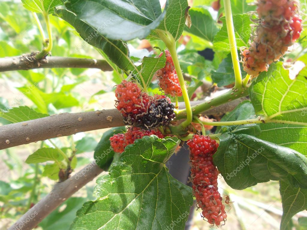 Mulberry — Stock Photo © luknaja #61709441