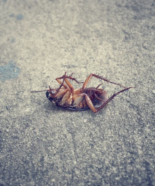 Cockroach — Stock Photo © luknaja #43582837