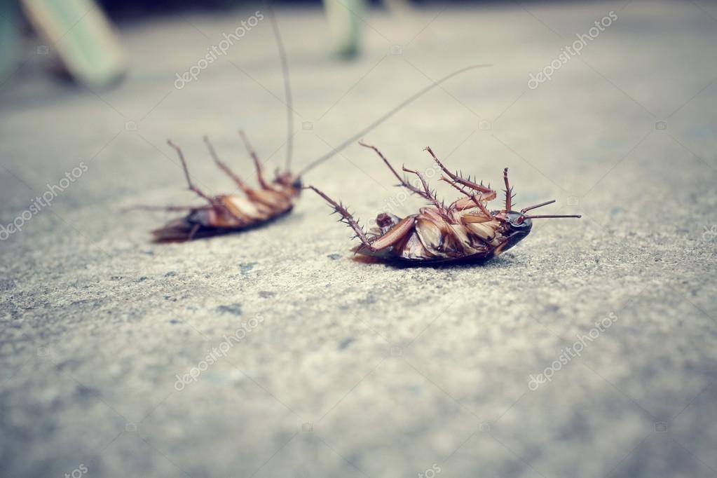 Cockroach — Stock Photo © luknaja #64878931