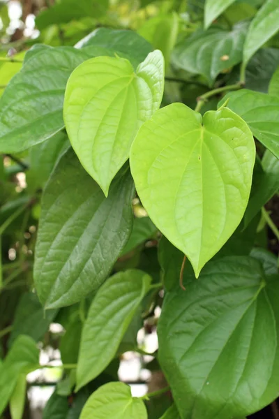 Betel leaves Stock Photos, Royalty Free Betel leaves Images | Depositphotos